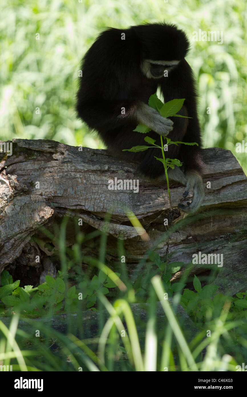 Mammal gibbon pileated hi-res stock photography and images - Alamy