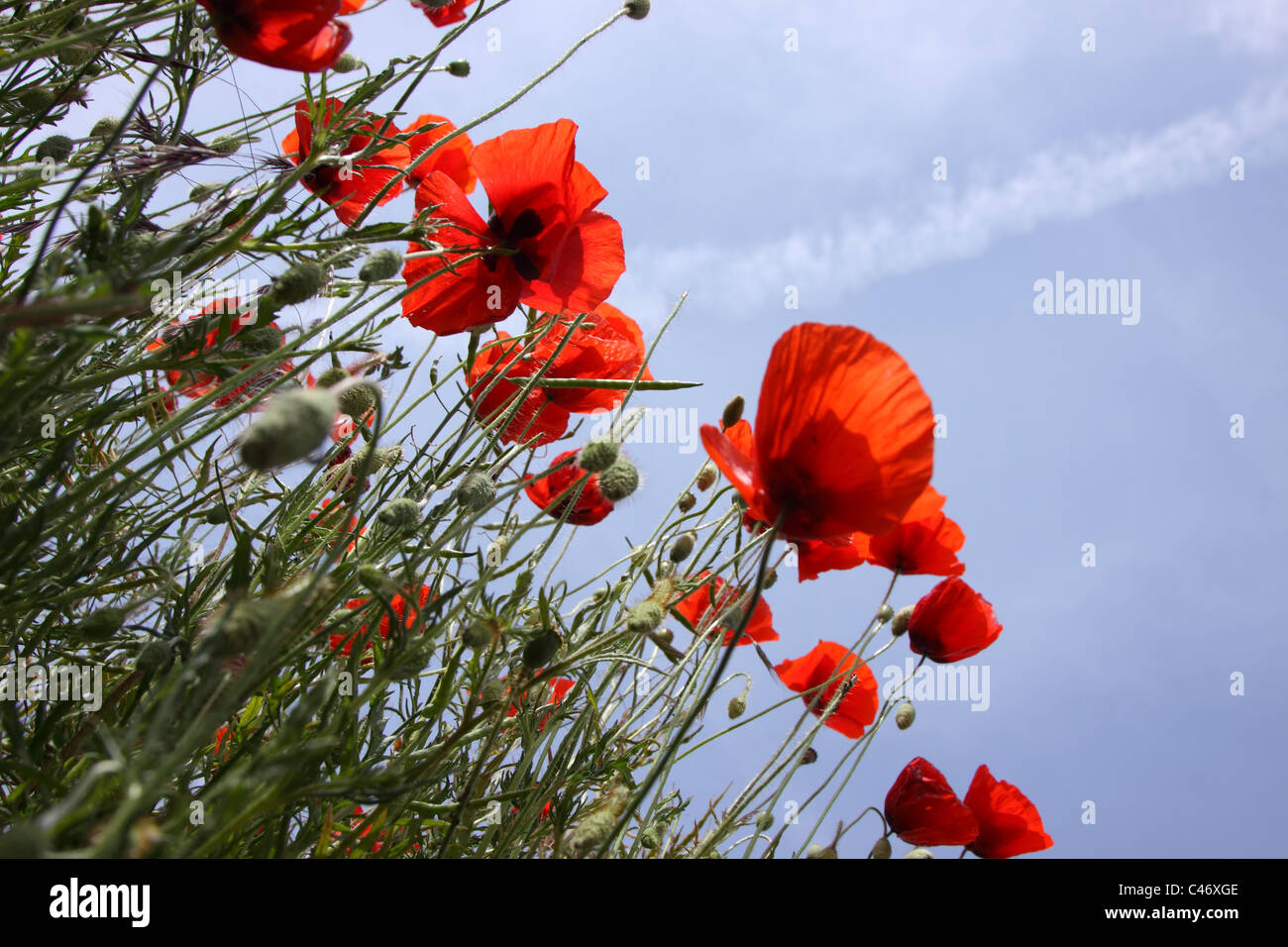 Poppies in perspective against a background of blue sky Stock Photo - Alamy
