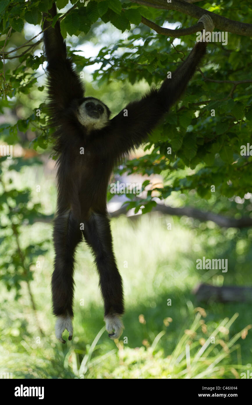 Mammal gibbon pileated hi-res stock photography and images - Alamy