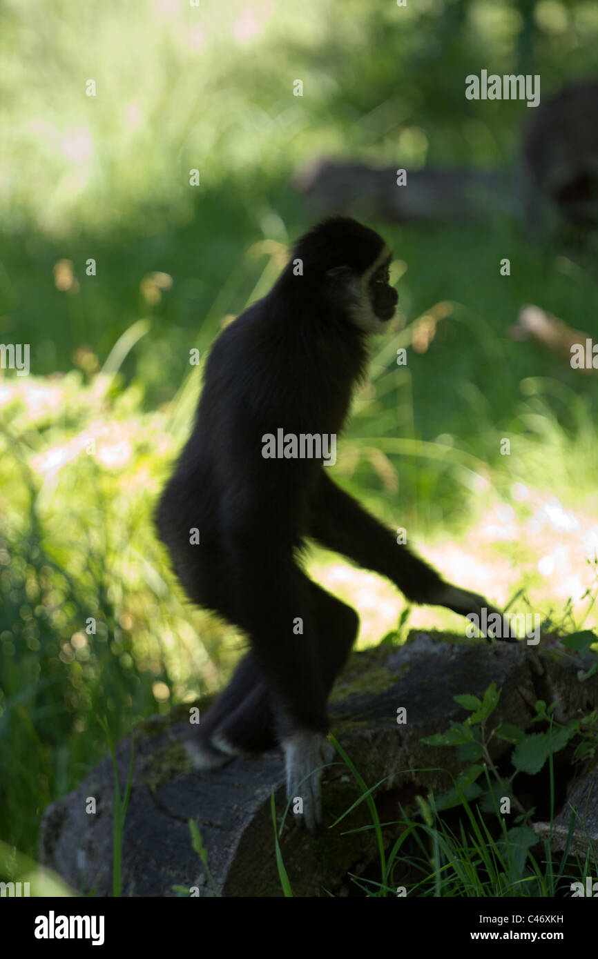 Gibbon monkey hi-res stock photography and images - Alamy