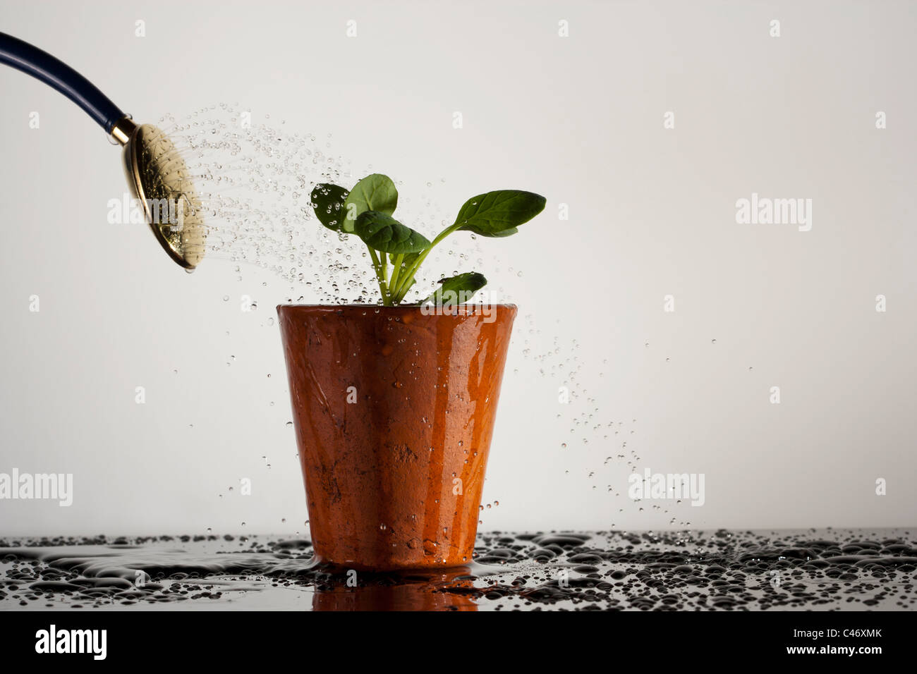 Seedling in terracotta pot being watered Stock Photo - Alamy