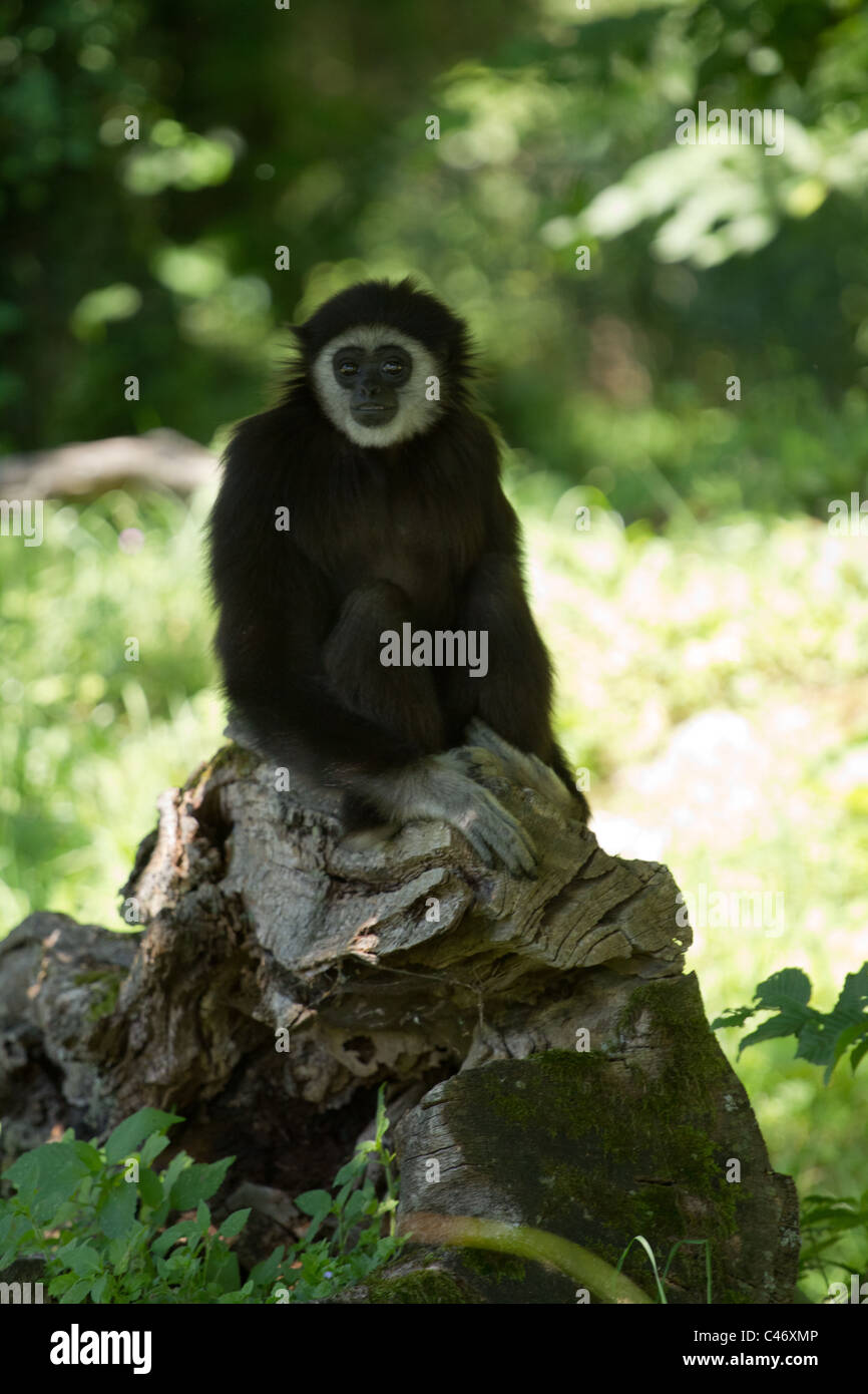 Mammal gibbon pileated hi-res stock photography and images - Alamy