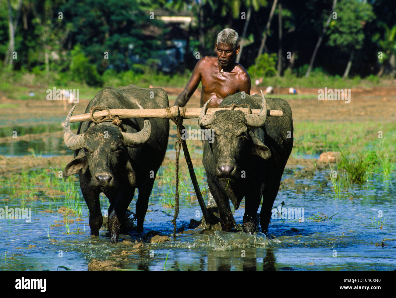 Man with water buffalo plowing flooded rice fields in Goa, India Stock ...