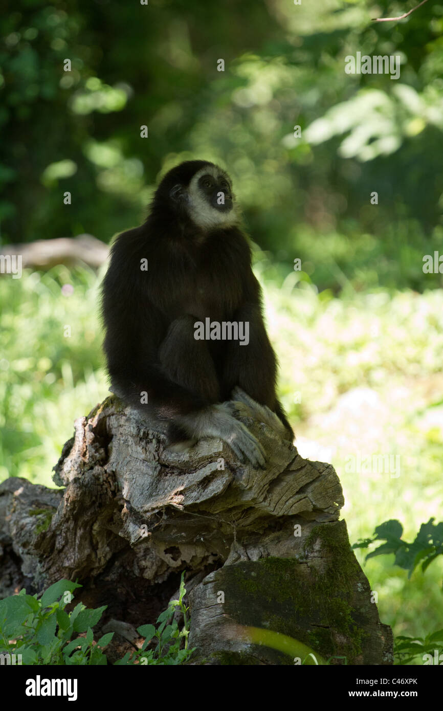 Gibbon monkey hi-res stock photography and images - Alamy