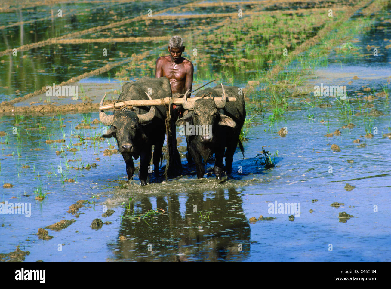 Man with water buffalo plowing flooded rice fields in Goa, India Stock ...
