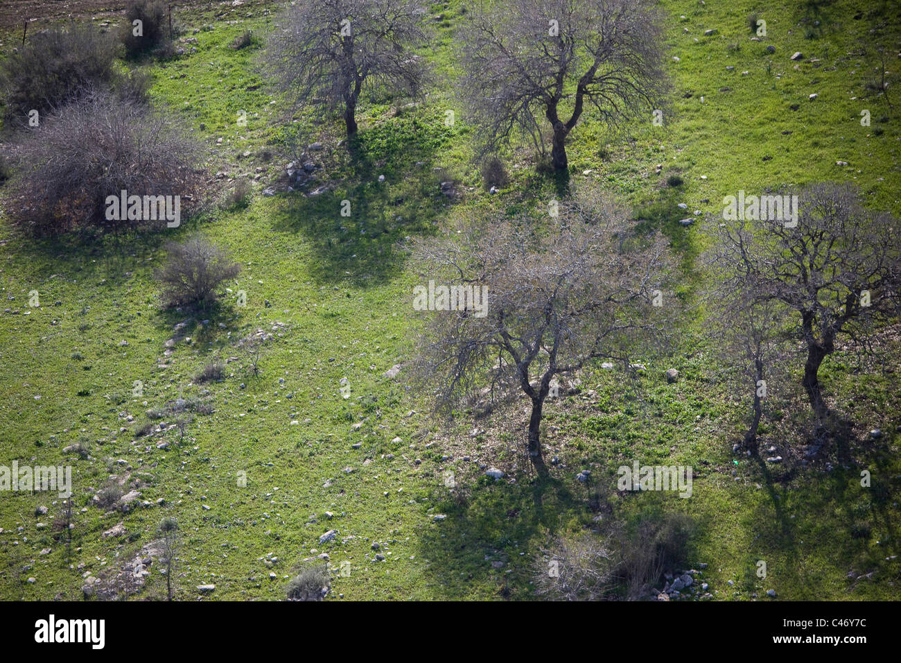 Aerial photograph of a grove in the Galilee Stock Photo - Alamy