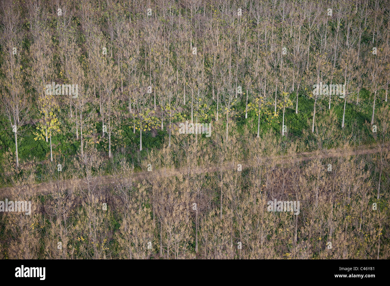 Aerial photograph of a grove in the Galilee Stock Photo - Alamy