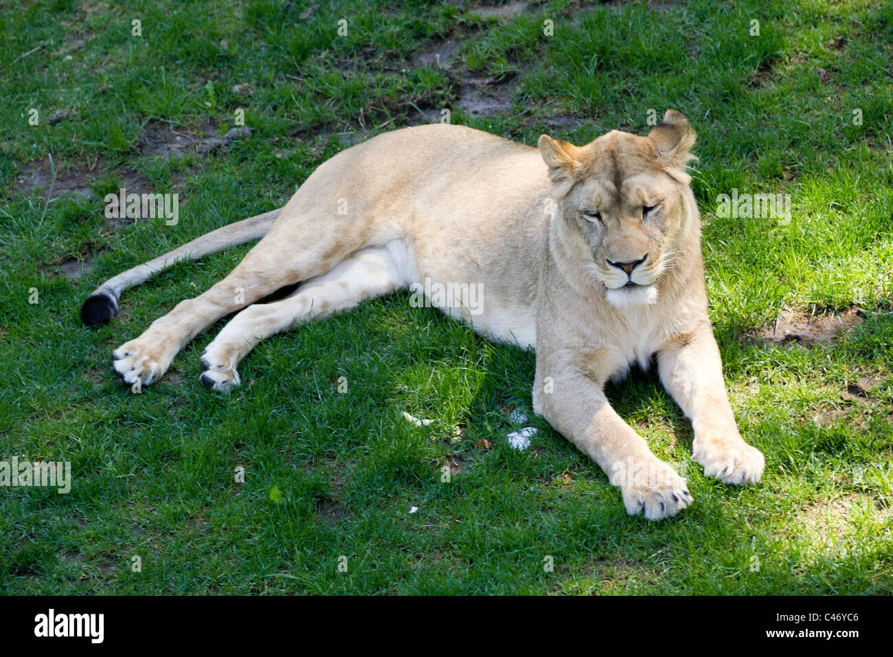Lioness resting on grass in the shade Stock Photo - Alamy