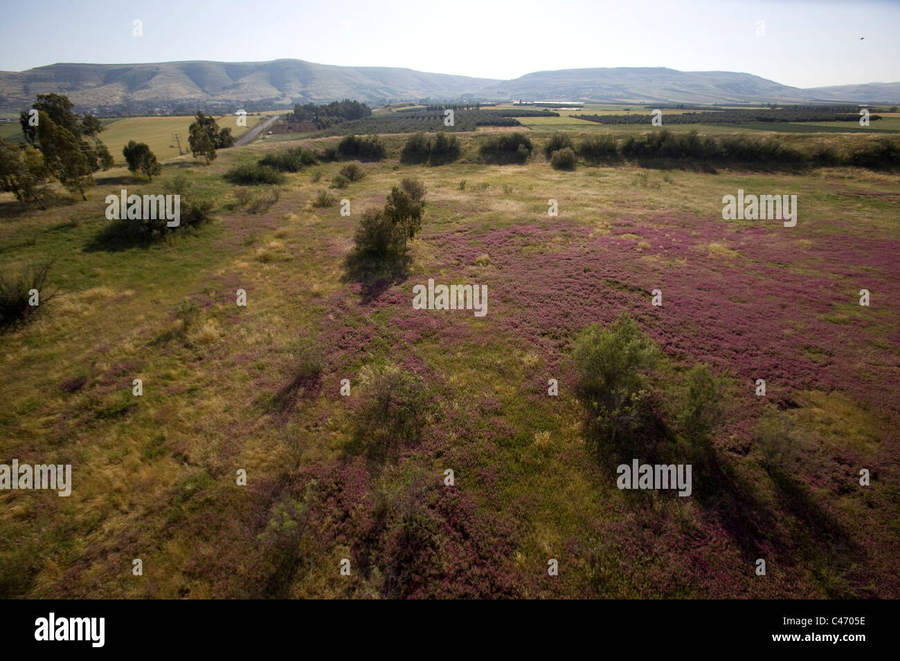 Aerial photograph of a blooming field in the Jordan Valley Stock Photo ...