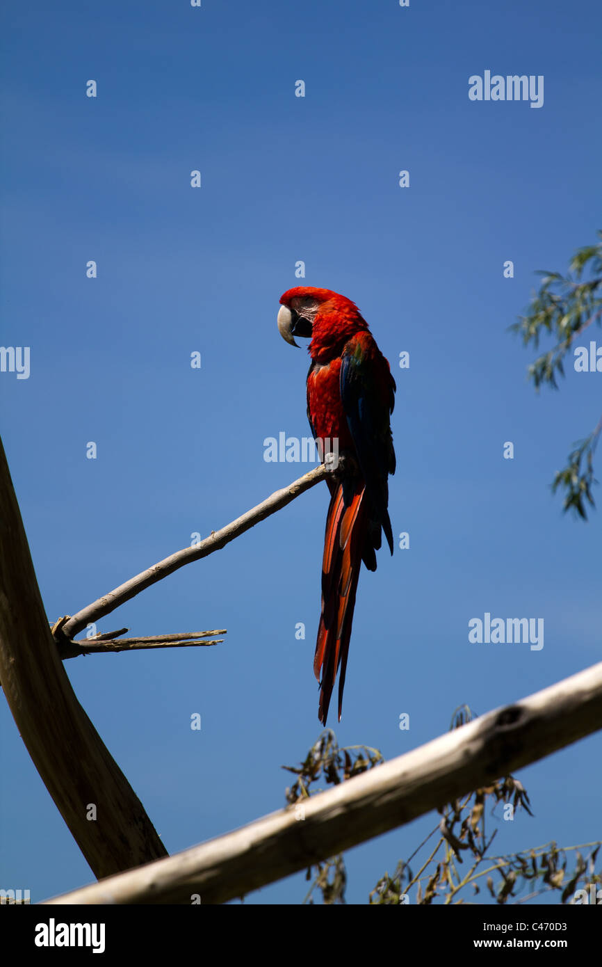 Red macaw hi-res stock photography and images - Alamy