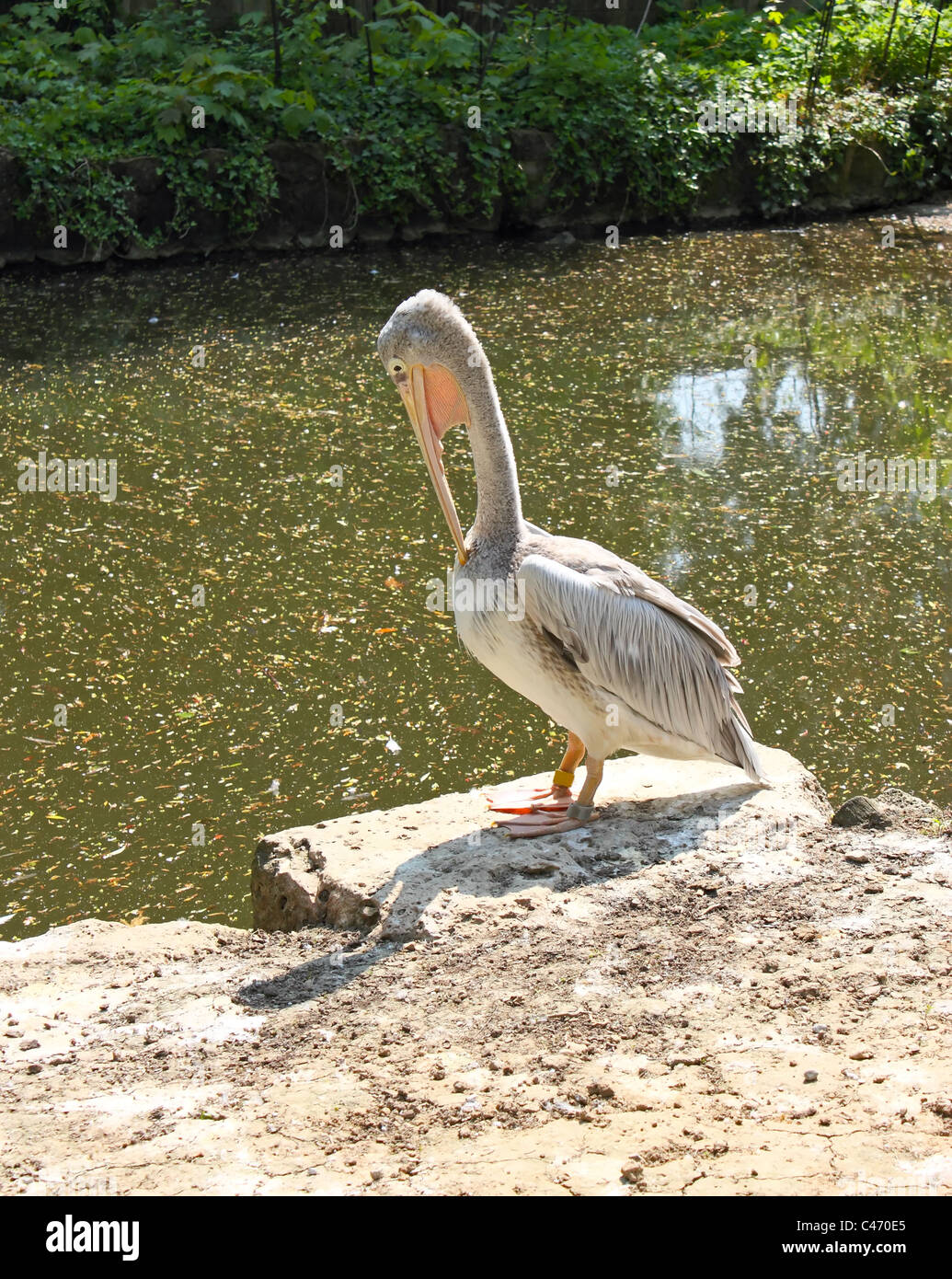 Small pelican hi-res stock photography and images - Alamy