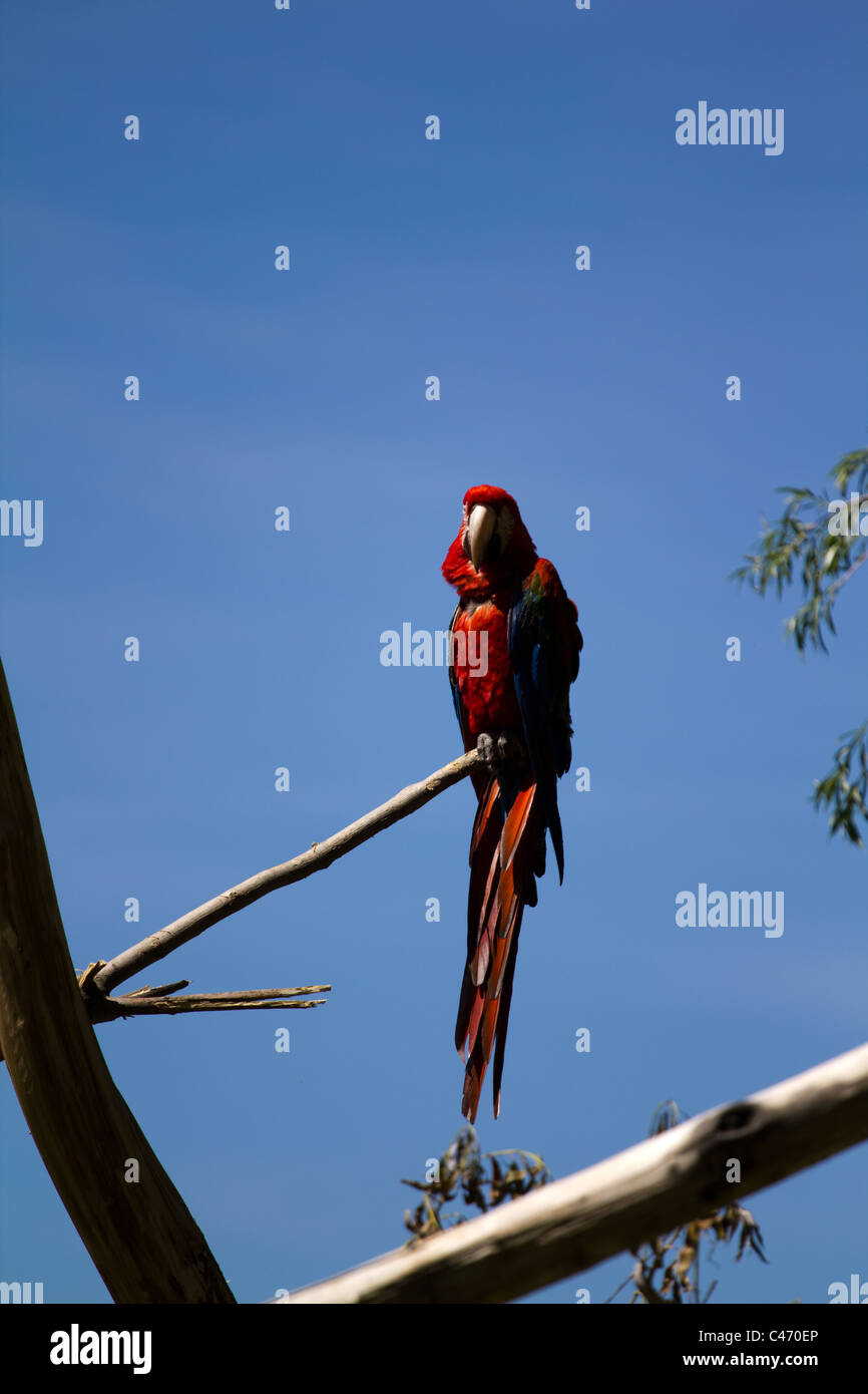 Red macaw hi-res stock photography and images - Alamy