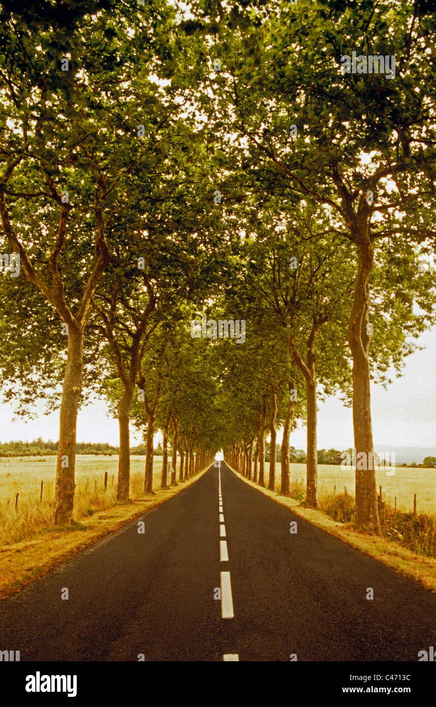 Tree-lined country road in Provence, France Stock Photo - Alamy