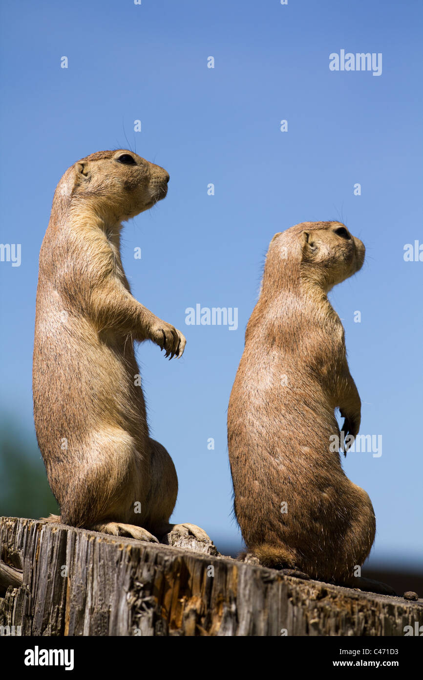 Prairie Dogs in Summer Stock Photo - Alamy