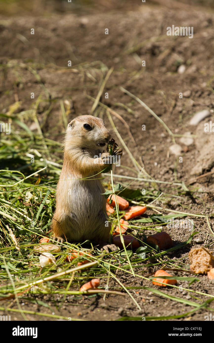 Prairie Dogs in Summer Stock Photo - Alamy