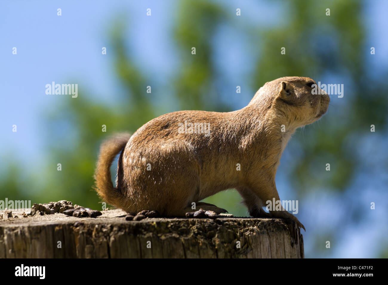 Prairie Dogs in Summer Stock Photo - Alamy