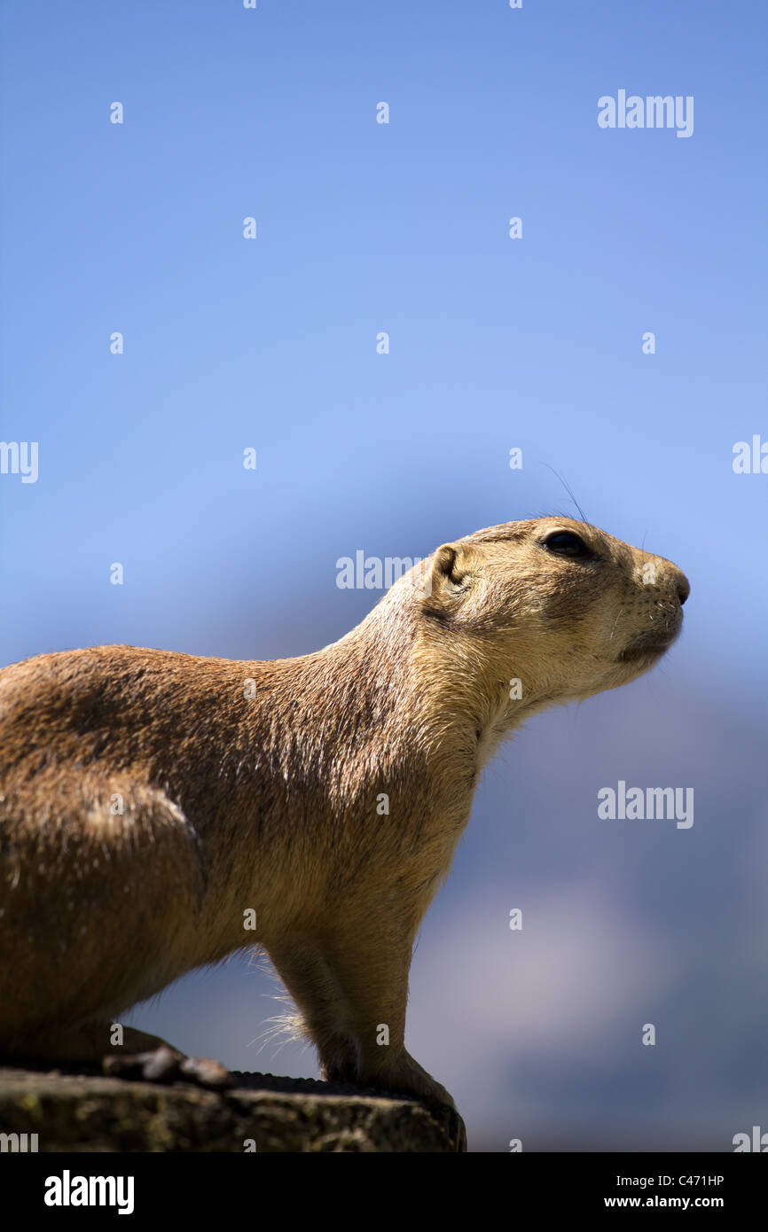 Prairie Dogs in Summer Stock Photo - Alamy