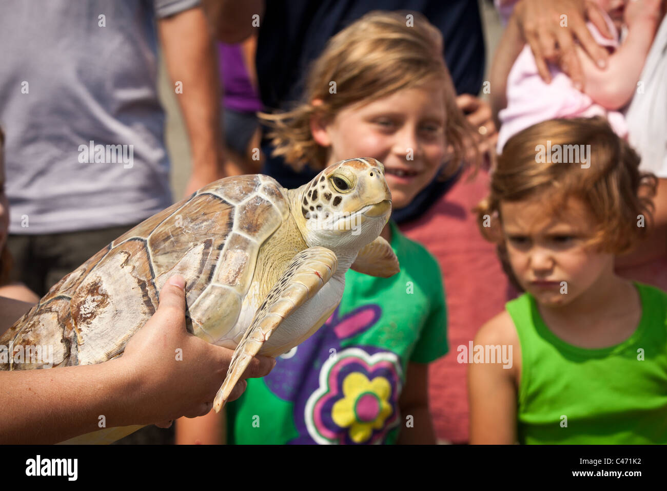 Children view a rescued juvenile green sea turtle before it's release ...