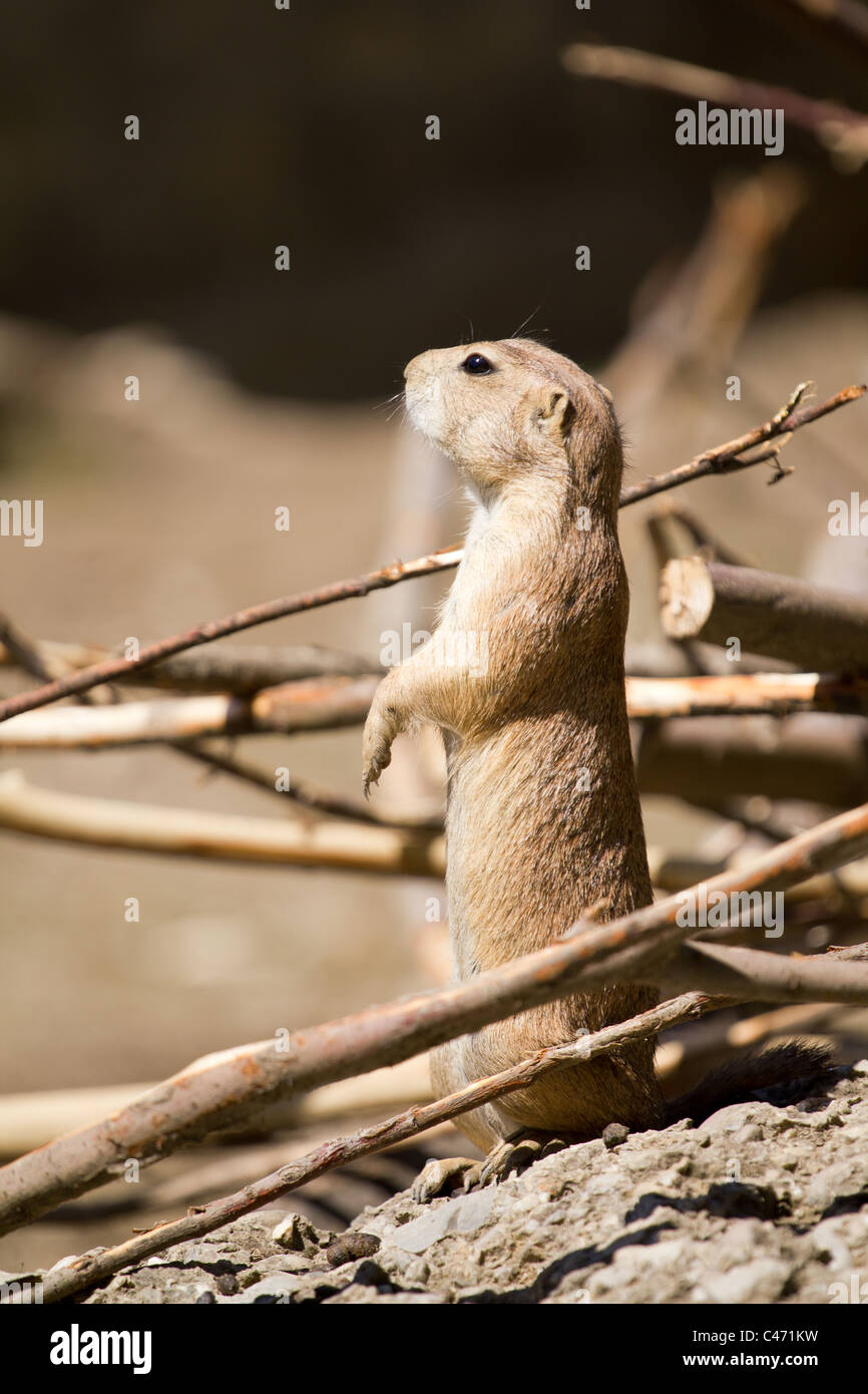 Prairie Dogs in Summer Stock Photo - Alamy
