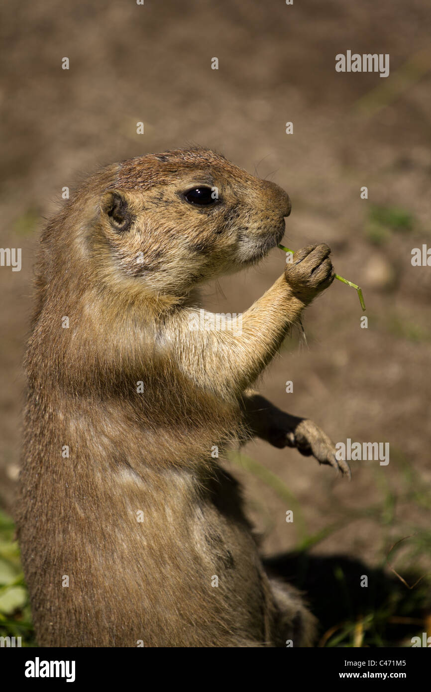 Prairie Dogs in Summer Stock Photo - Alamy