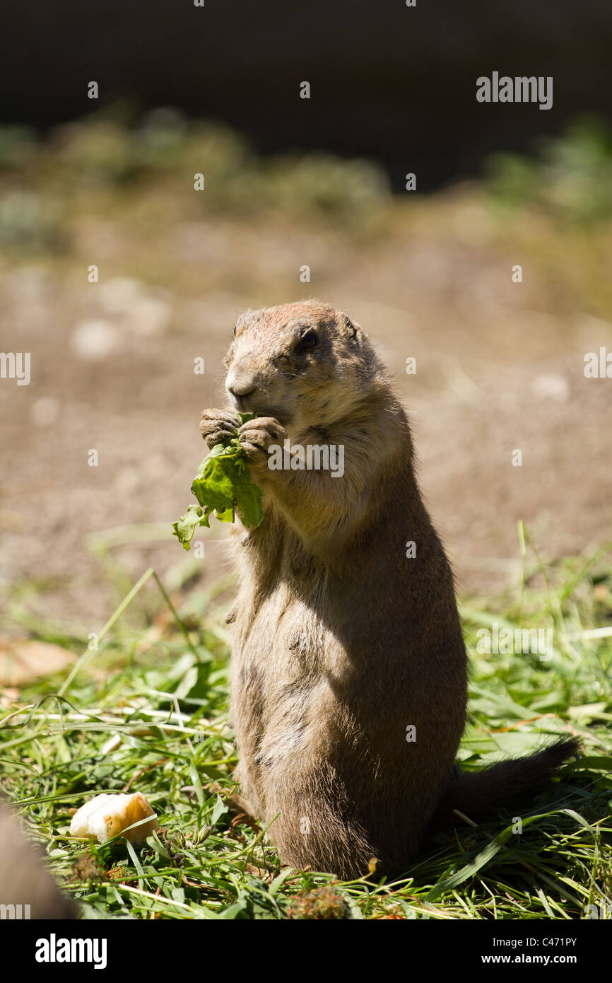 Prairie Dogs in Summer Stock Photo - Alamy
