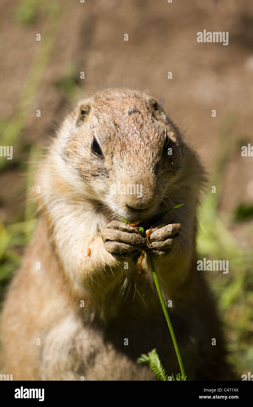 Prairie Dogs in Summer Stock Photo - Alamy