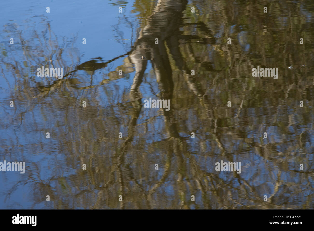 Tree water art nature water hi-res stock photography and images - Alamy