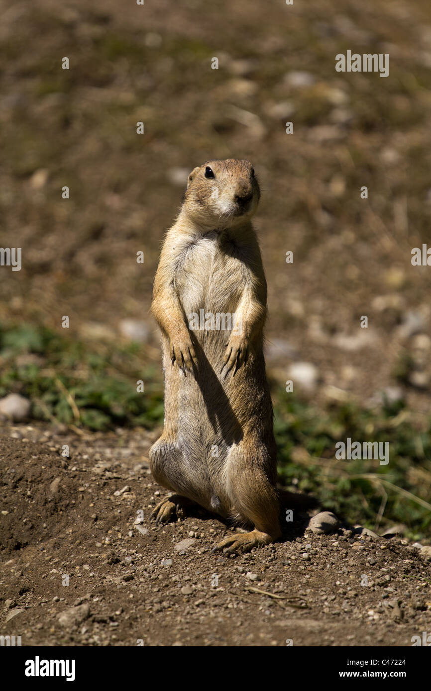 Prairie Dogs in Summer Stock Photo - Alamy