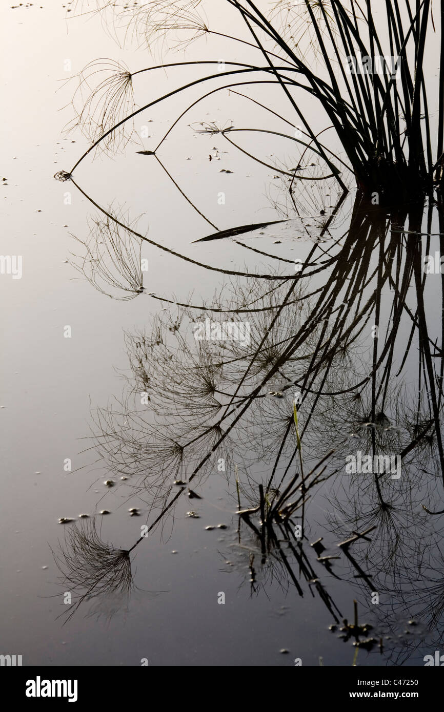 Abstract view of the reflection of a water plant in a swamp in the ...