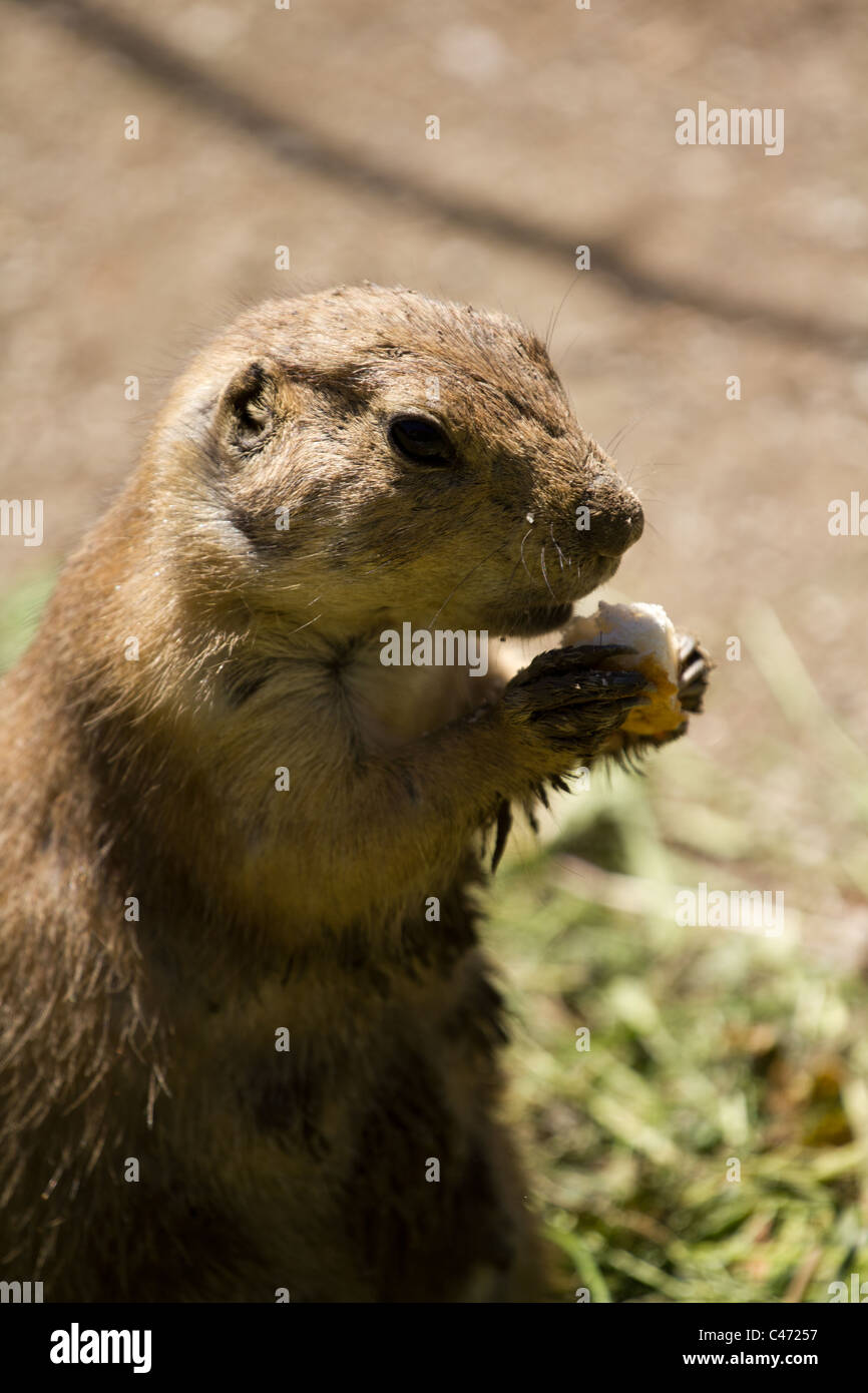 Prairie Dogs in Summer Stock Photo - Alamy