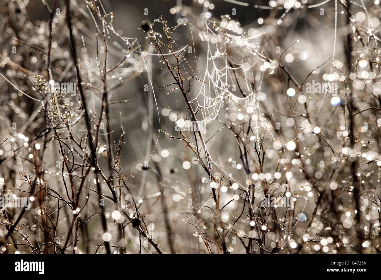 Ground spiders hi-res stock photography and images - Alamy