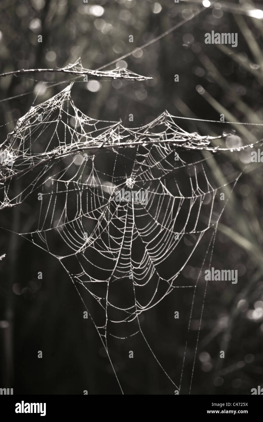Spider on wet web hi-res stock photography and images - Alamy