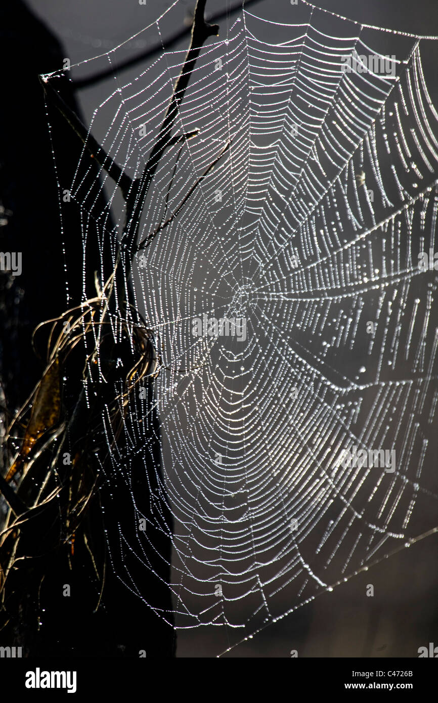Ground spider with web wet hi-res stock photography and images - Alamy