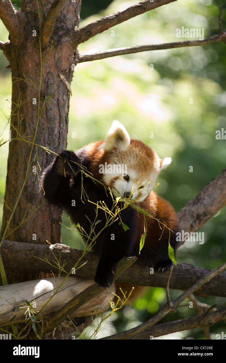 Red Panda climbing a tree under the summer sun Stock Photo - Alamy