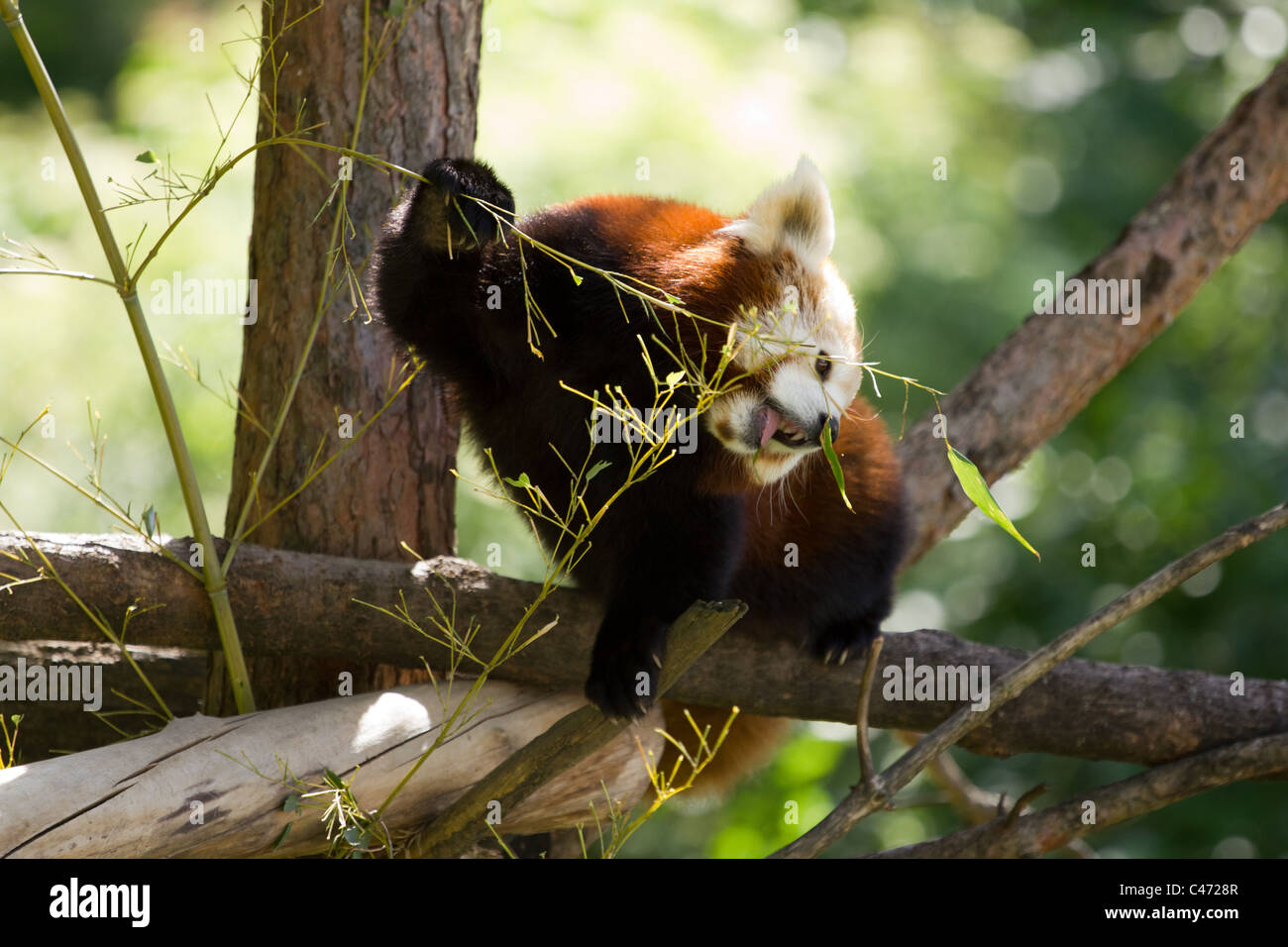 Red Panda climbing a tree under the summer sun Stock Photo - Alamy