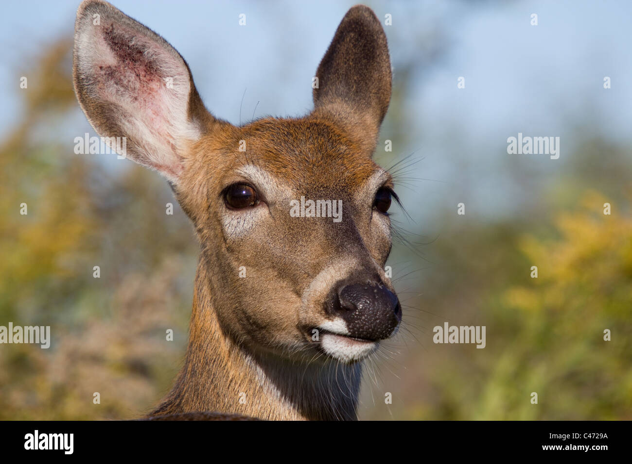 Injured white tailed doe hi-res stock photography and images - Alamy