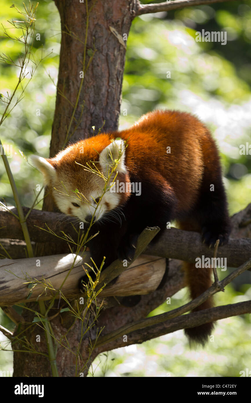 Panda climbing the tree hi-res stock photography and images - Alamy
