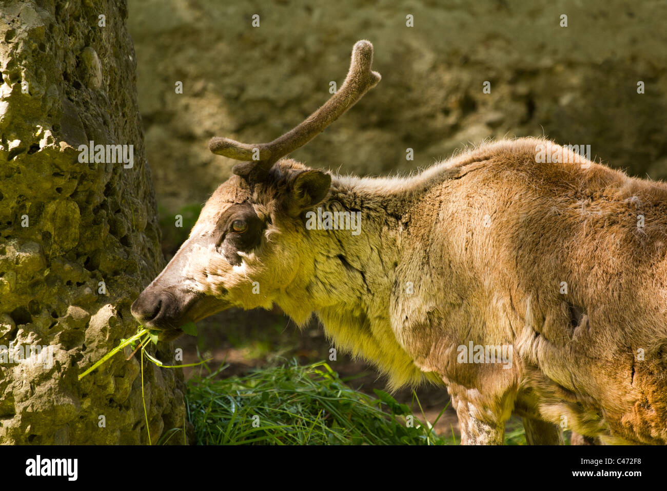 Christmas lapland reindeer hi-res stock photography and images - Alamy