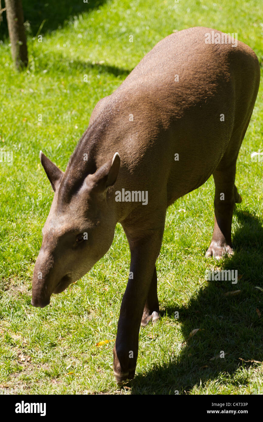 Wild tapir hi-res stock photography and images - Alamy
