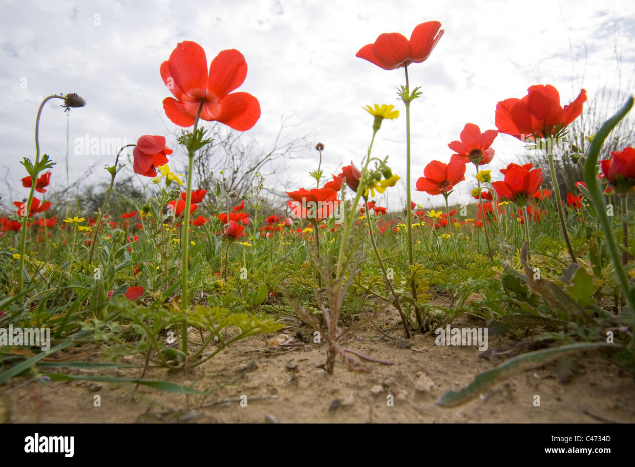 Closeup of a field of Anemones in the Western Negev Stock Photo - Alamy