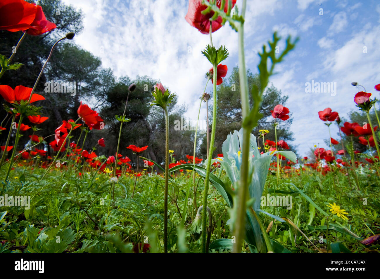 Closeup of a field of Anemones in the Western Negev Stock Photo - Alamy