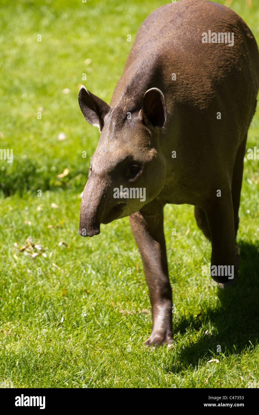 Wild tapir hi-res stock photography and images - Alamy