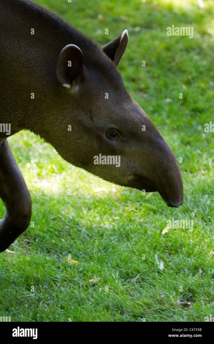 Wild tapir hi-res stock photography and images - Alamy
