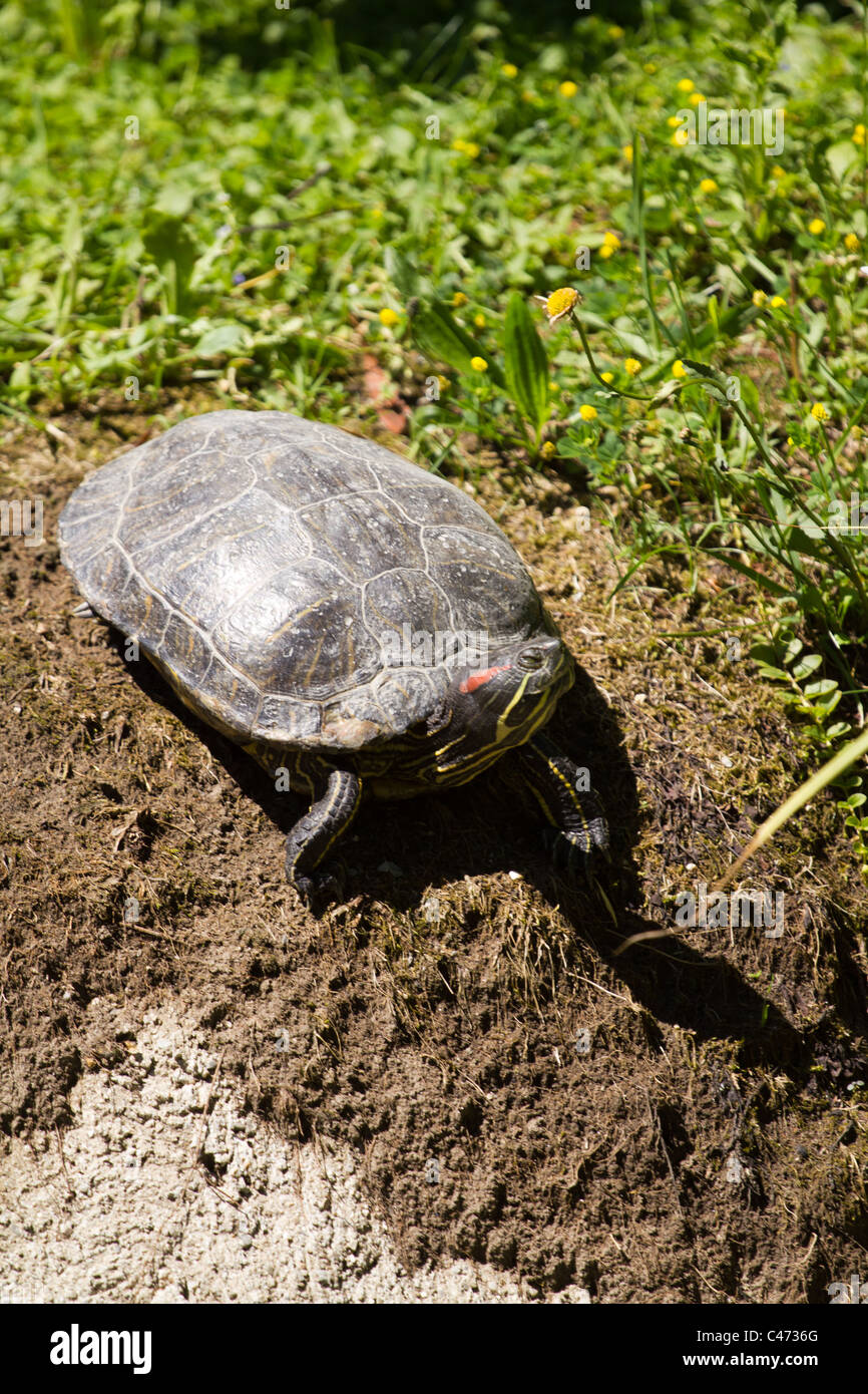 Turtles in summer Stock Photo - Alamy