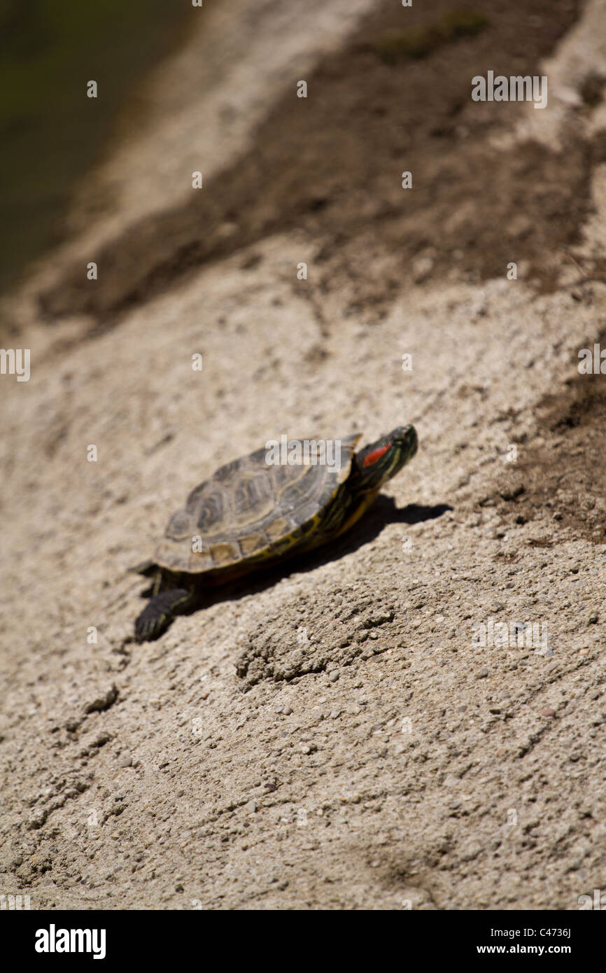 Turtles in summer Stock Photo - Alamy