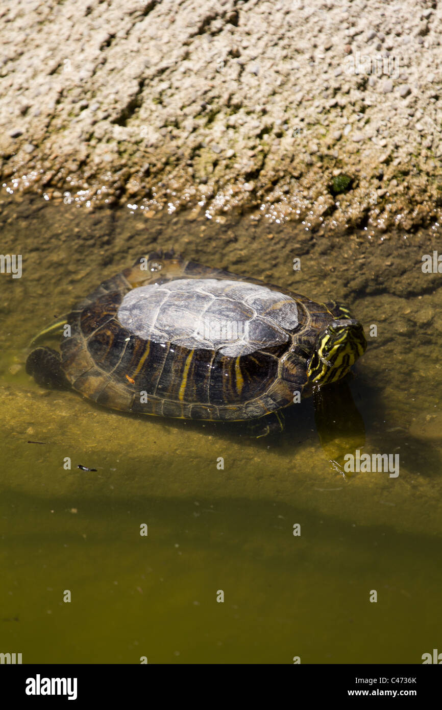 Turtles in summer Stock Photo - Alamy