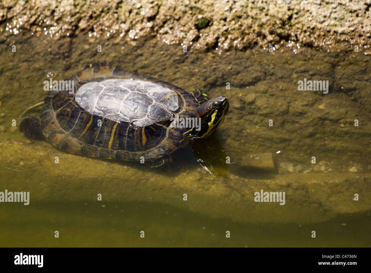 Turtles in summer Stock Photo - Alamy