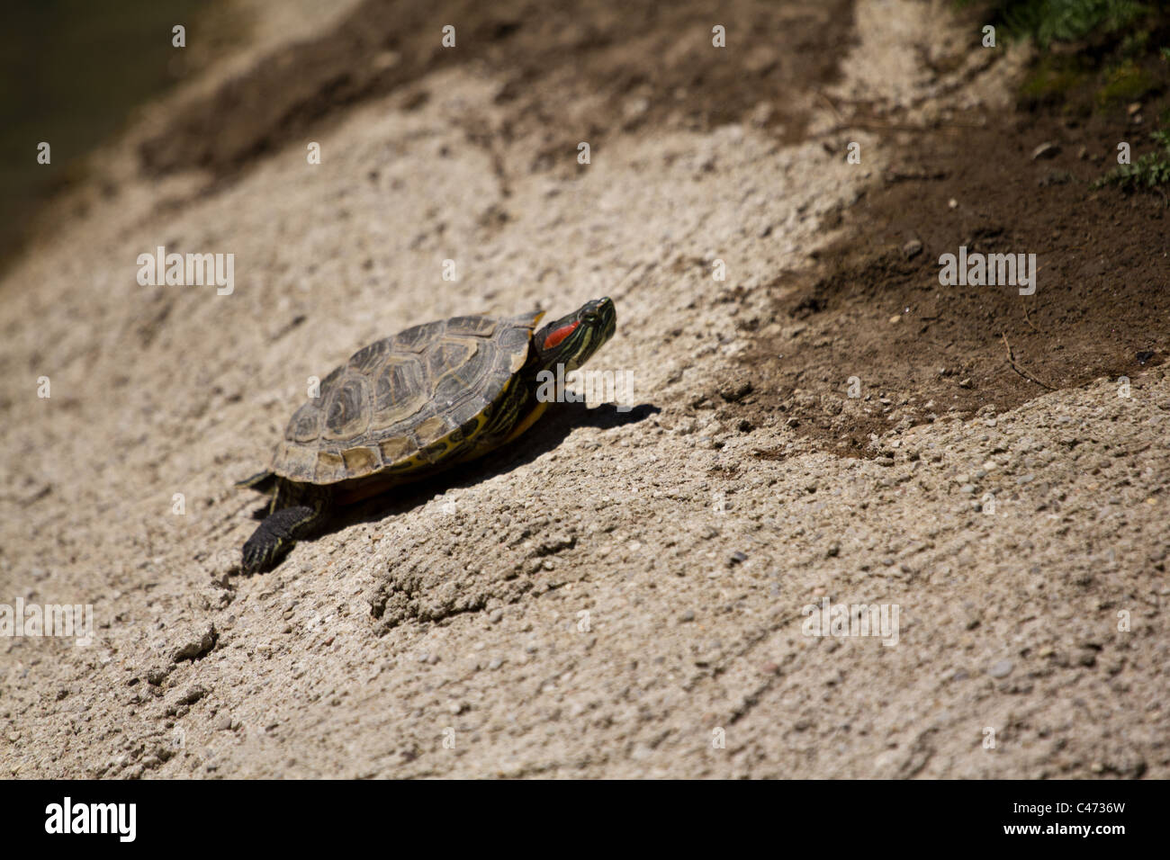 Turtles in summer Stock Photo - Alamy