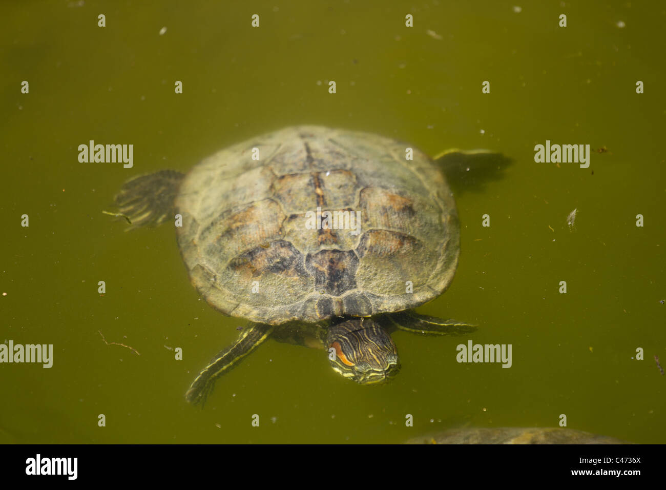 Turtles in summer Stock Photo - Alamy