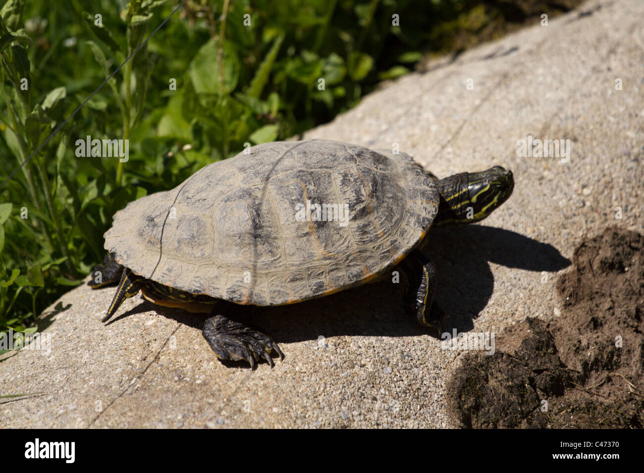 Turtles in summer Stock Photo - Alamy